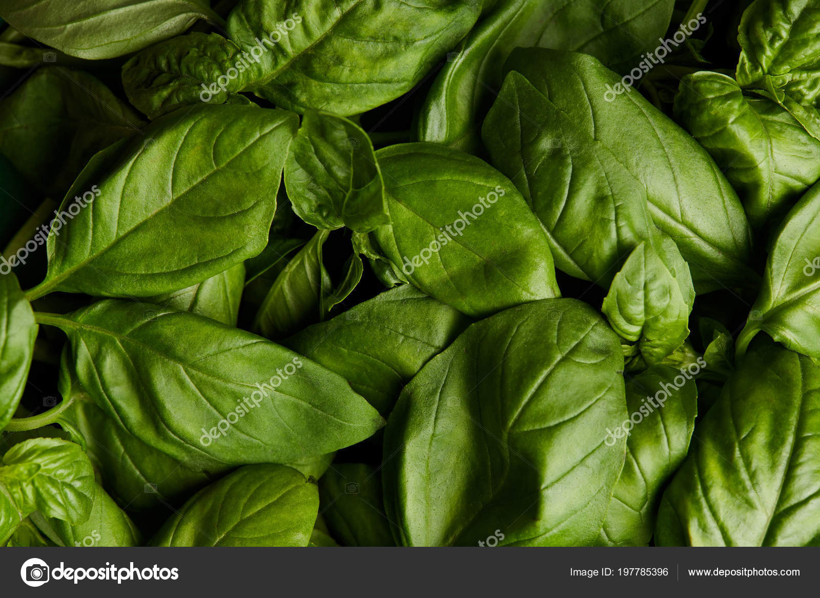 Full Frame Shot Ripe Green Basil Background Stock Photo by ...