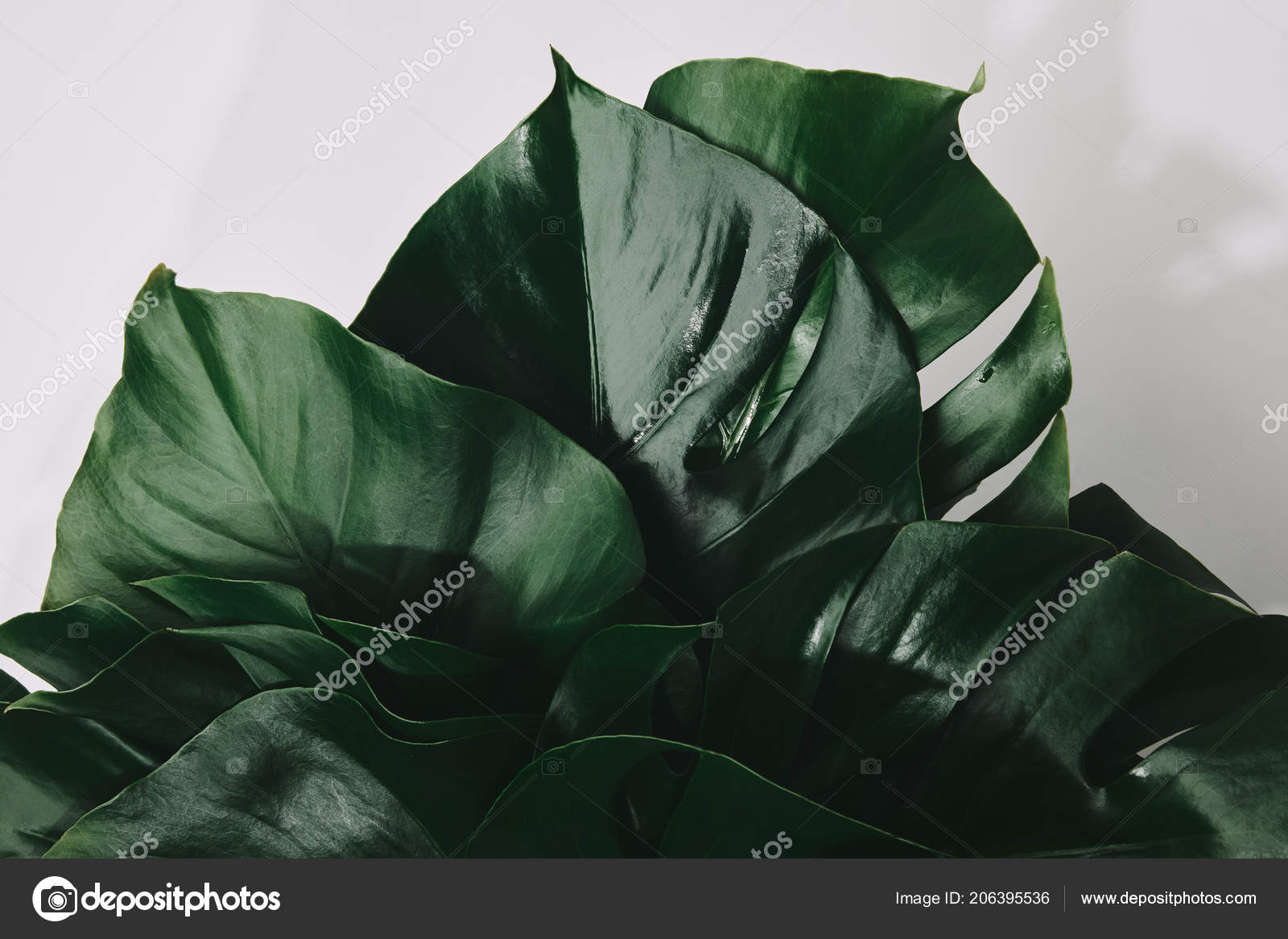 Top View Bunch Monstera Leaves Isolated White Stock Photo by ...