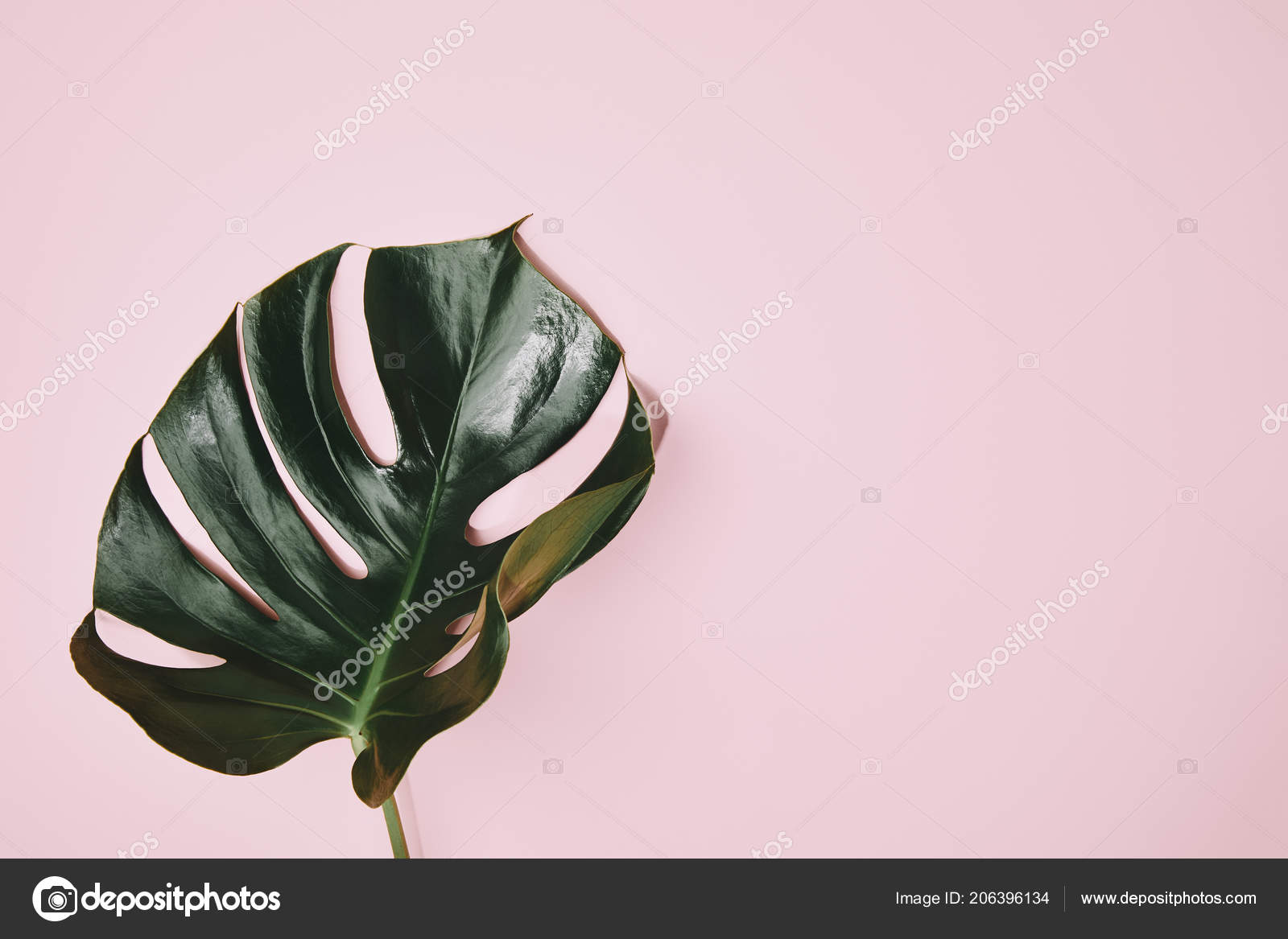 Top View Green Monstera Leaf Pink Surafce Stock Photo by ©AntonMatyukha ...