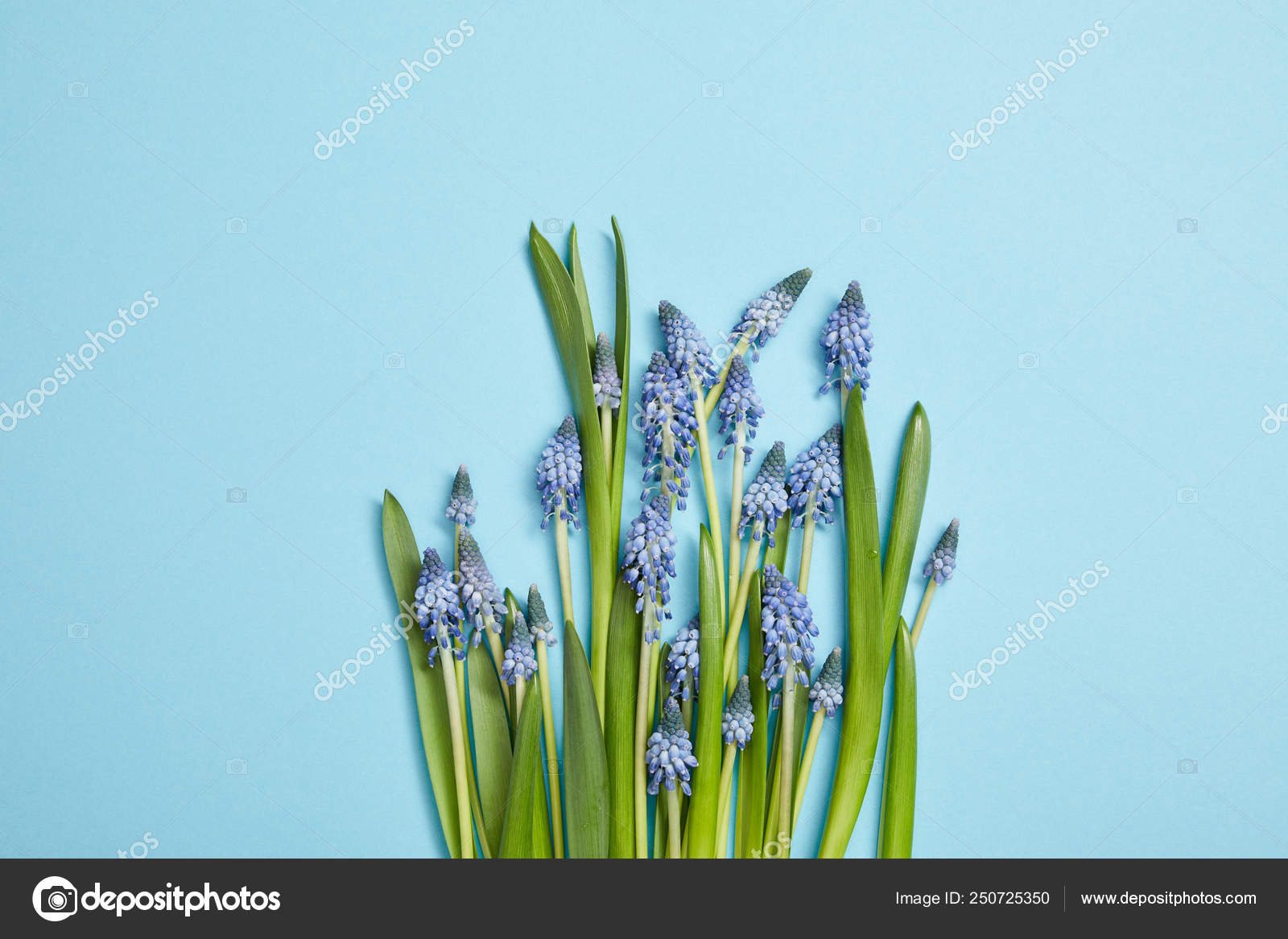 Top View Beautiful Blue Hyacinths Green Leaves Blue — Stock Photo ...
