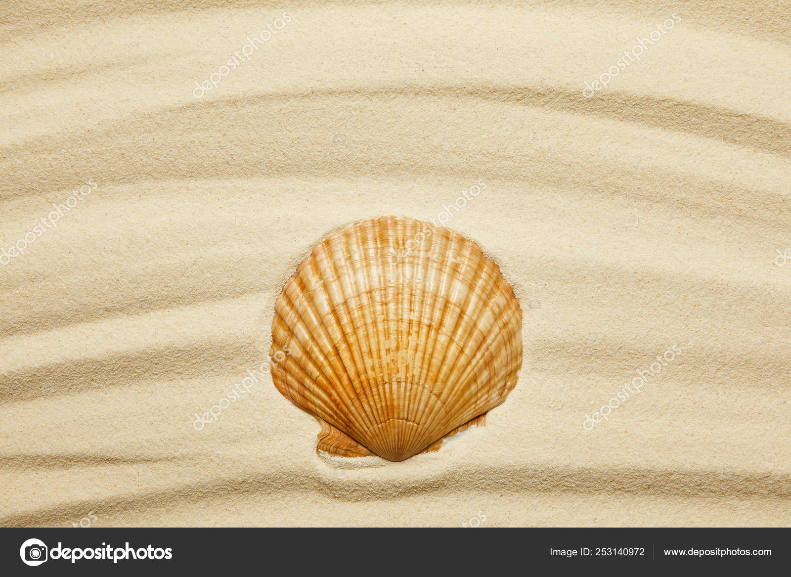 Orange Seashell Curve Sandy Beach Summertime — Stock Photo ...