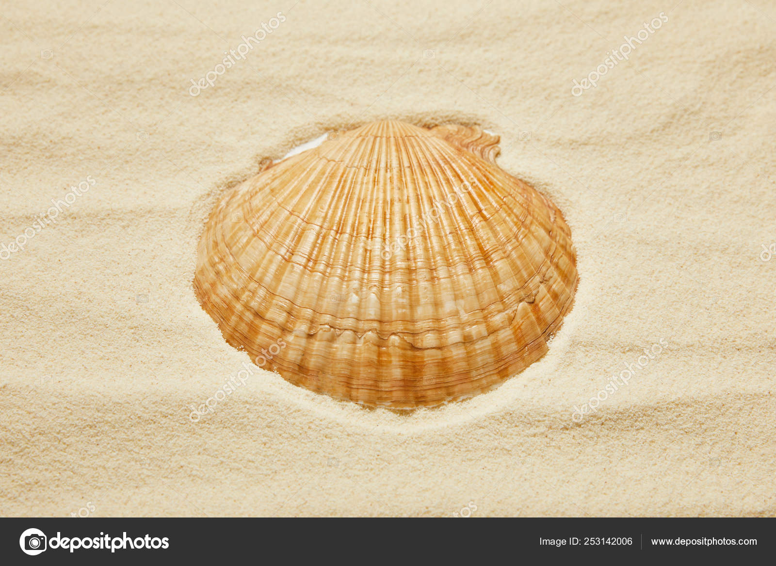 Orange Seashell Beach Golden Sand Summertime — Stock Photo ...