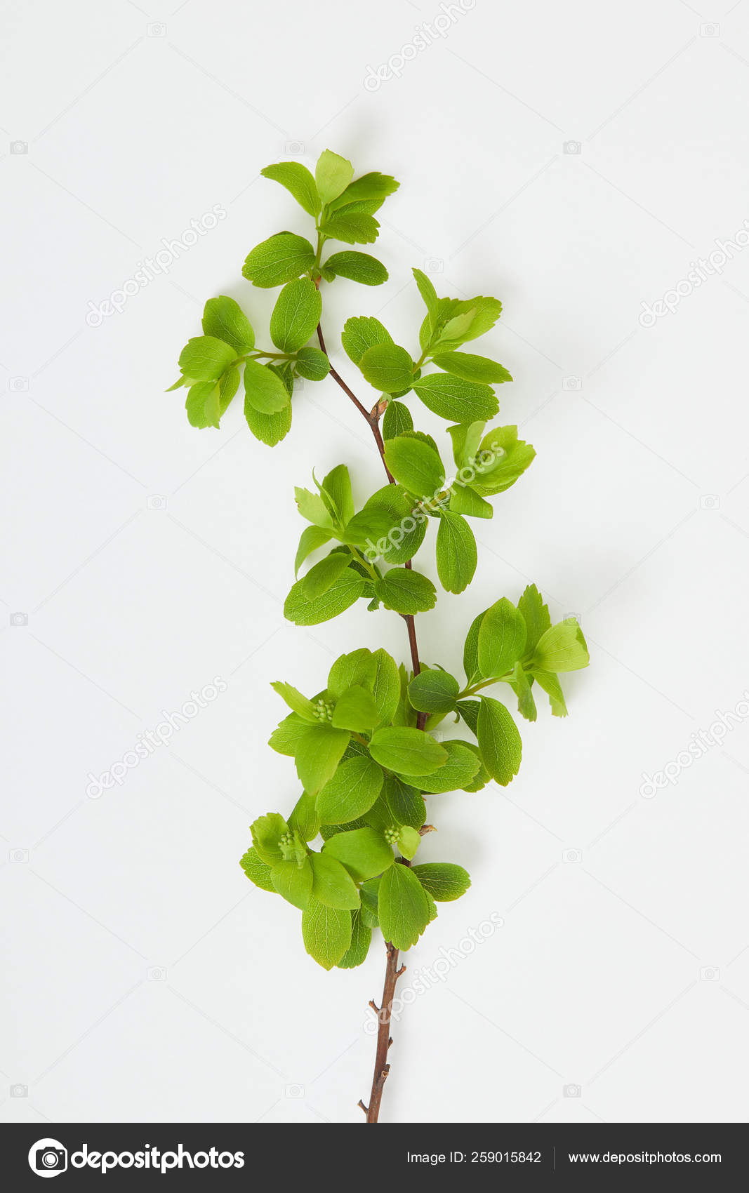 Background: green leaves on white | Top View Tree Branch Blooming Green ...