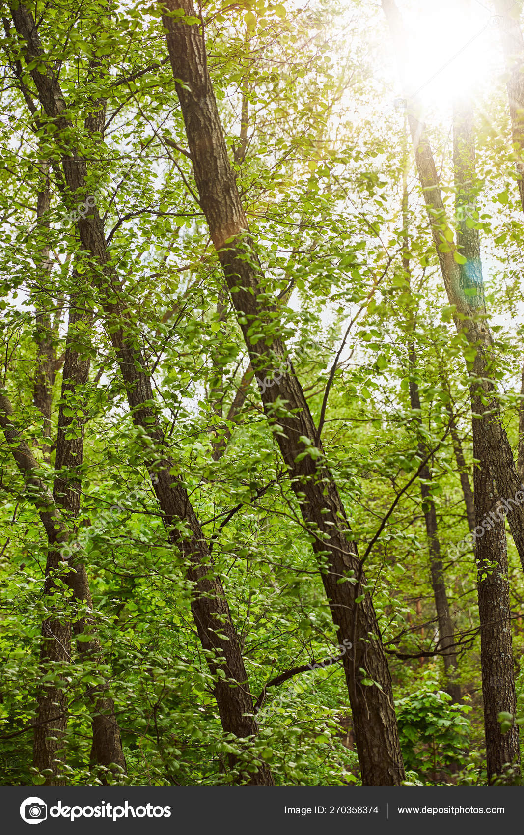 Bright Light Green Leaves Forest — Stock Photo © AntonMatyukha #270358374