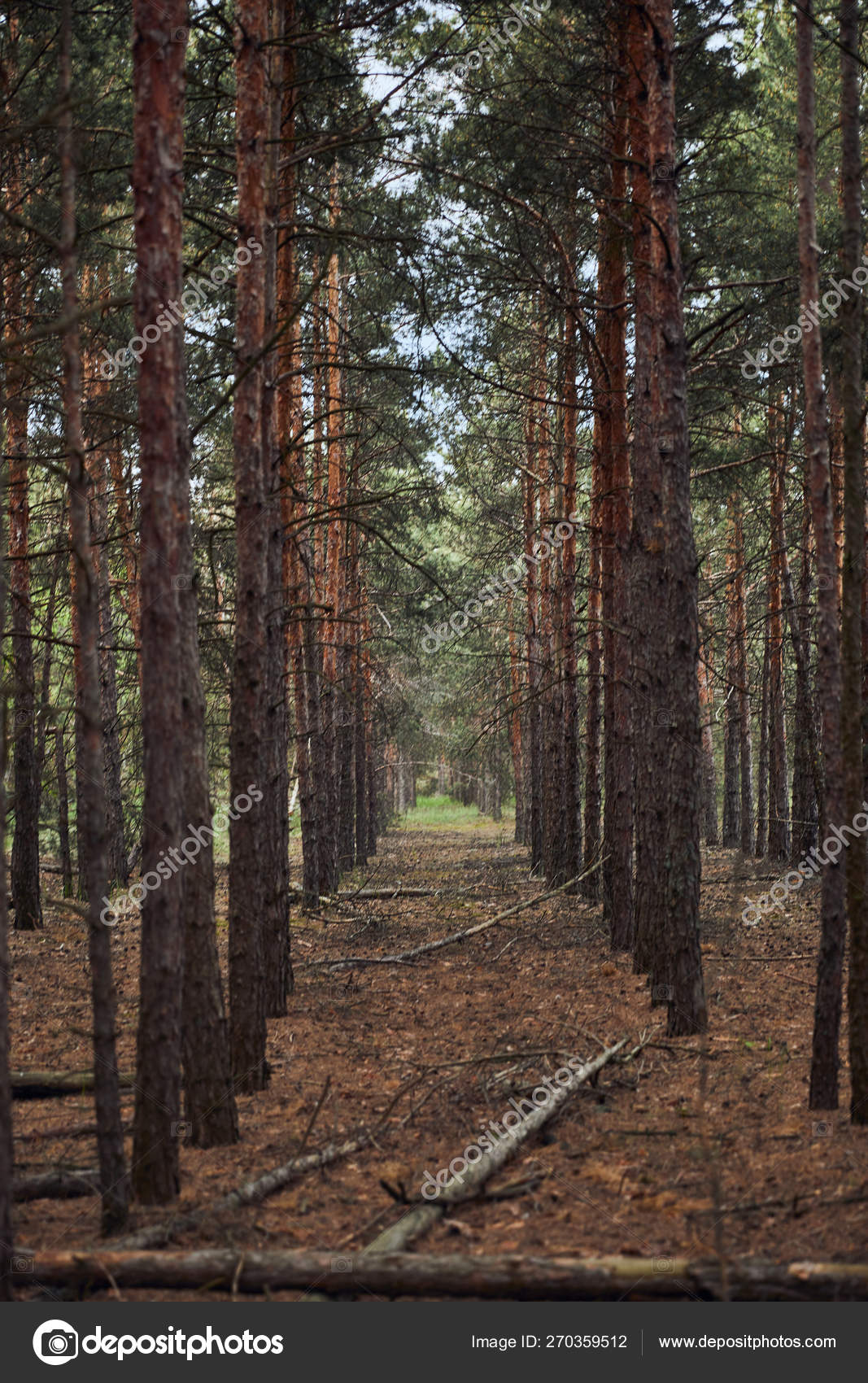 Pine Forest Fallen Tall Trees Rows — Stock Photo © AntonMatyukha #270359512