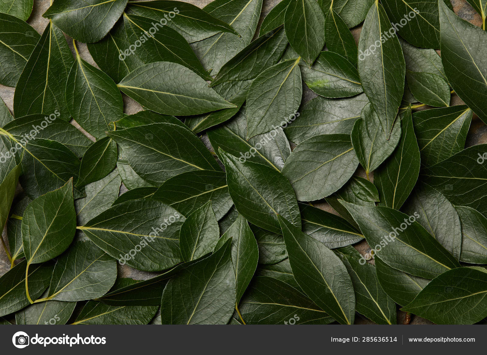 Top View Green Leaves Background Copy Space Stock Photo by ...