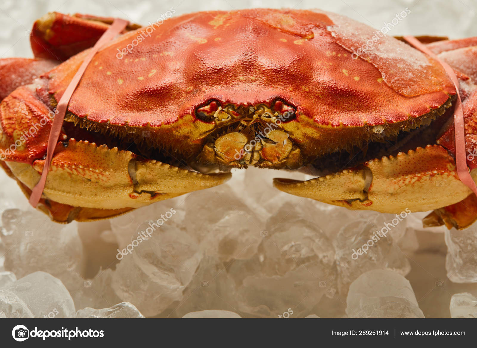 Uncooked Tied Crab Solid Shell Ice Cubes White — Stock Photo ...
