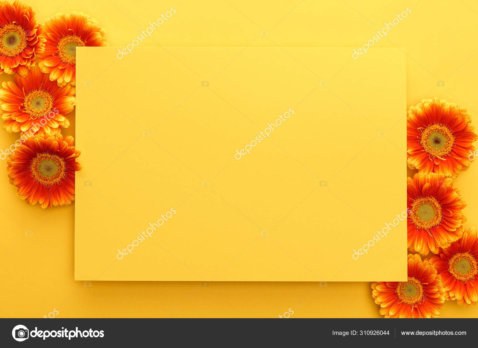 Top View Orange Gerbera Flowers Petals Yellow Card Yellow Background ...