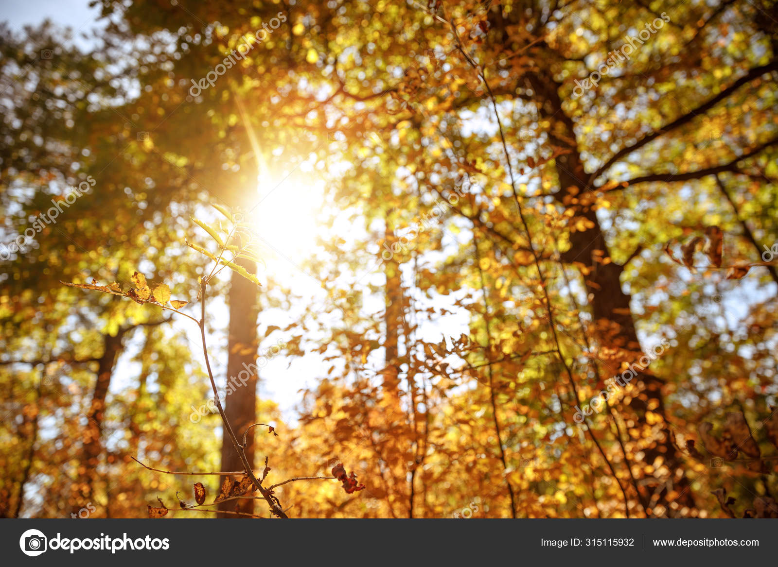 Sun Trees Yellow Green Leaves Autumnal Park Day — Stock Photo ...