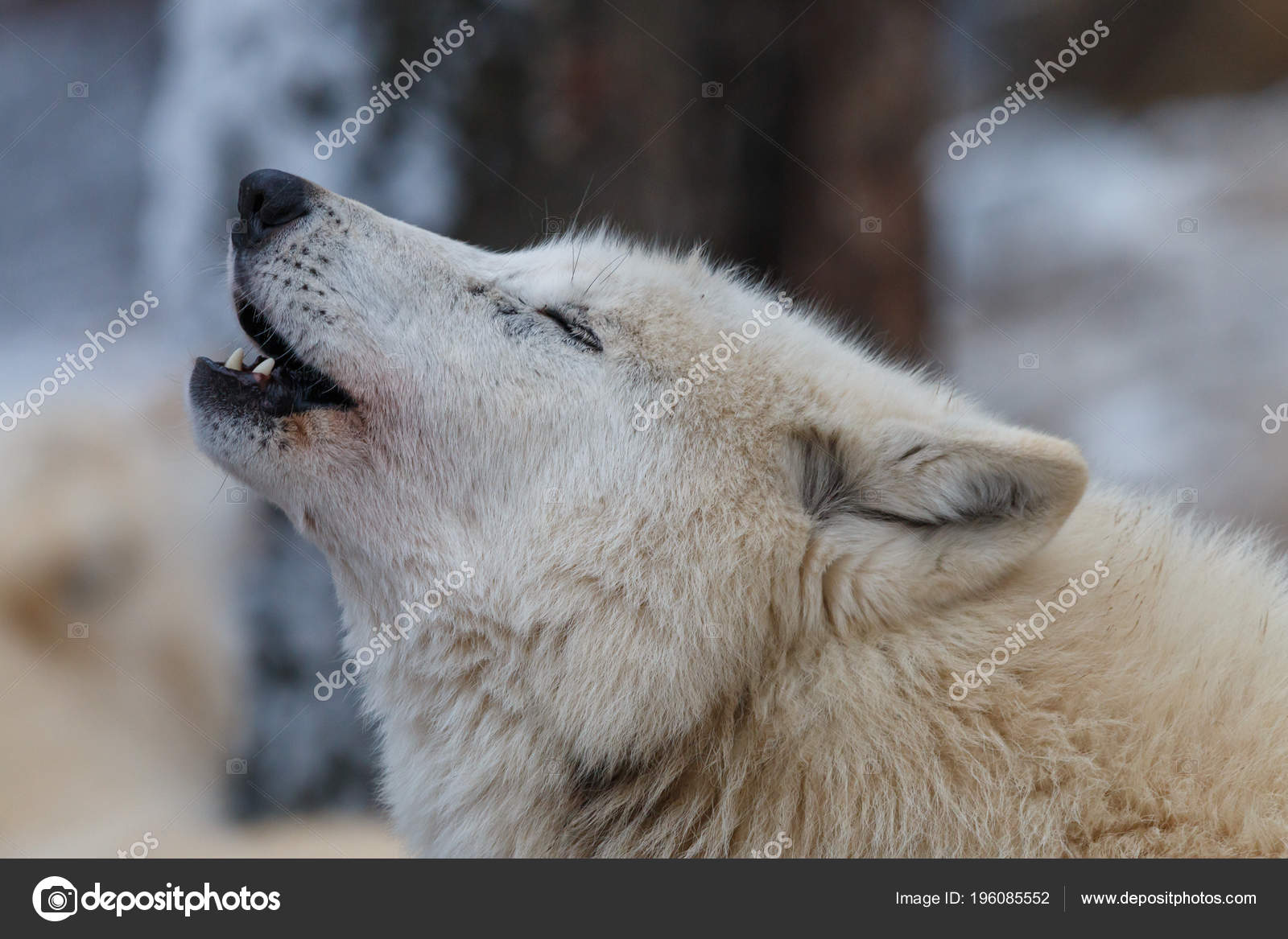 Howling White Wolf