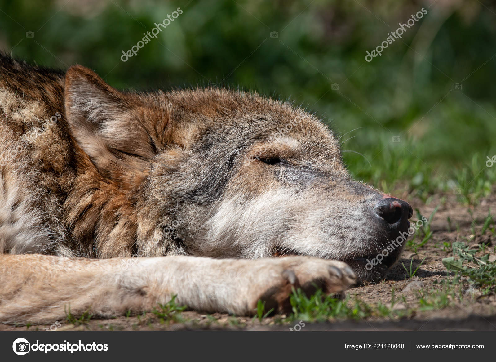 Wolf Lying Down On Side