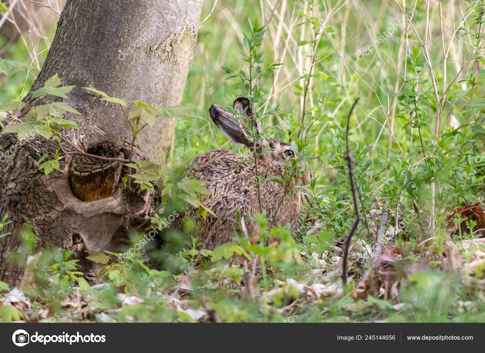 Wild Brown Hare Hiding Tree Green Background European Hare Lepus Stock ...