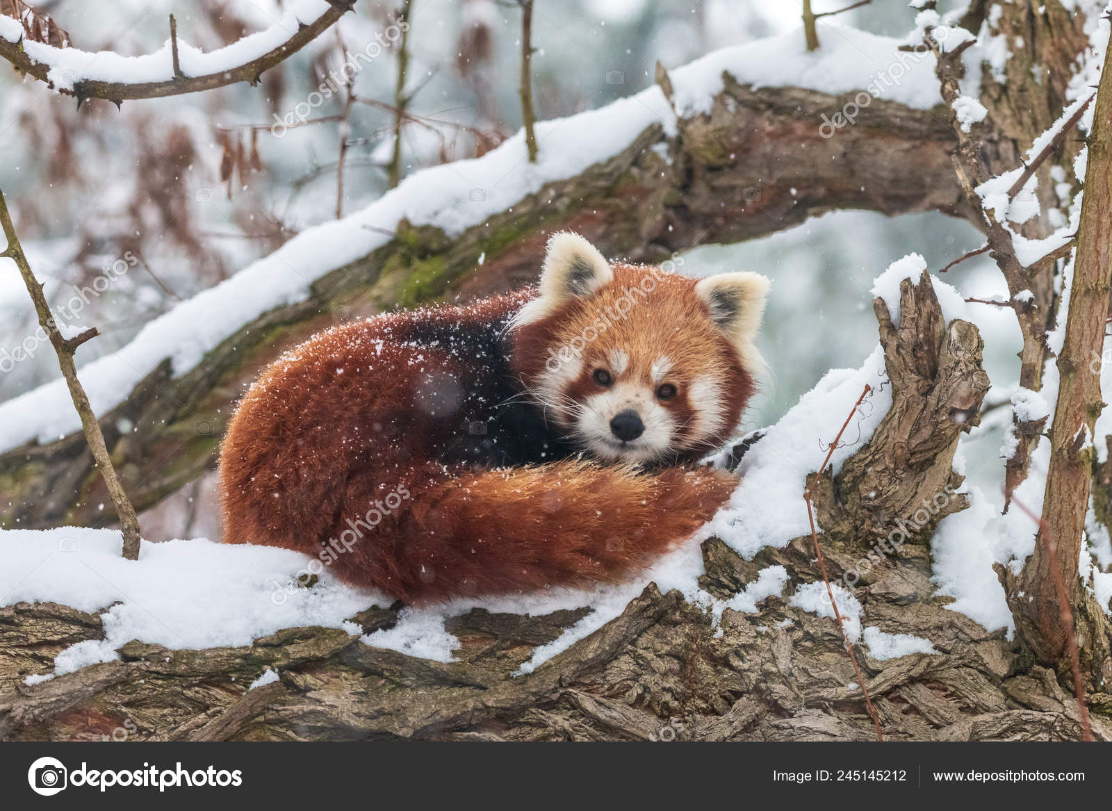 Cute Fluffy Red Panda Winter Forest Curled Lesser Panda Firefox Stock ...