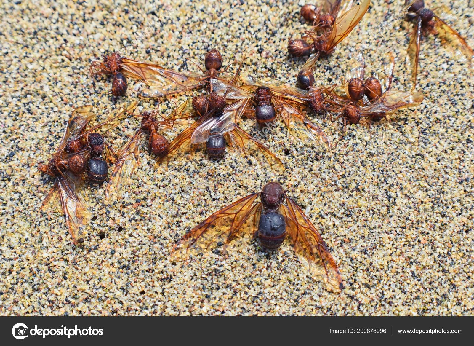 Leaf Cutter Ants Queen