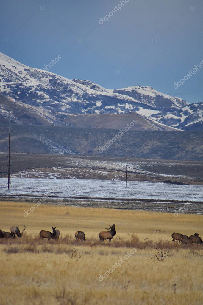 Bull Elk su harén en la autopista Baccus el lado oeste con vista a Salt ...