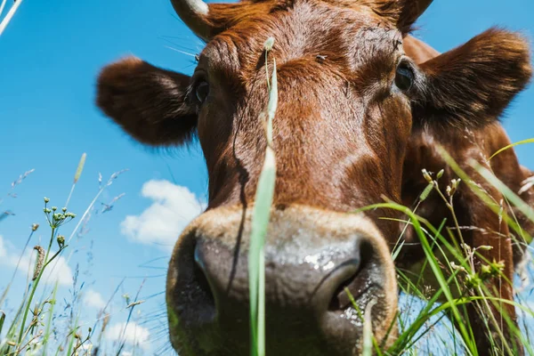 Red cow Stock Photos, Royalty Free Red cow Images | Depositphotos