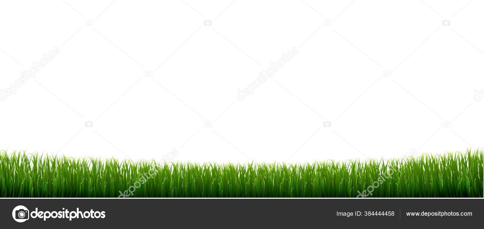 Batas Rumput Hijau Dengan Latar Belakang Putih Terisolasi Vektor Stok ...