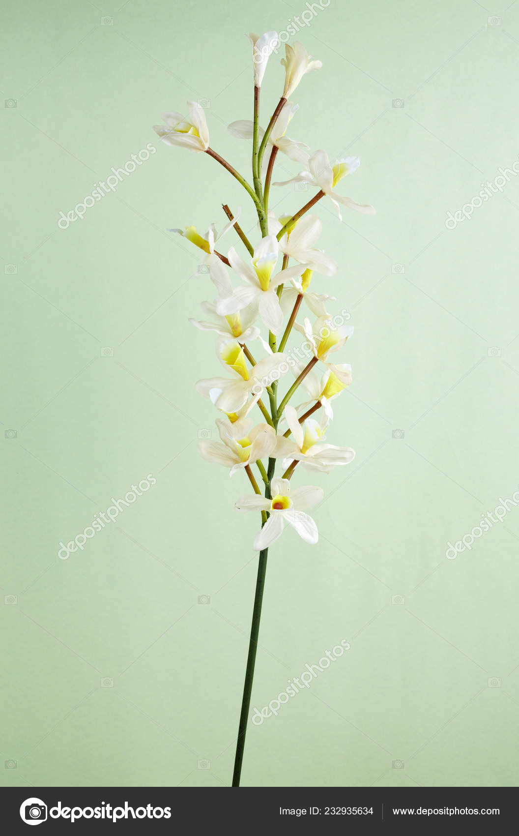 Close Blooming Flower Light Background Stock Photo by ©lichaoshu 232935634