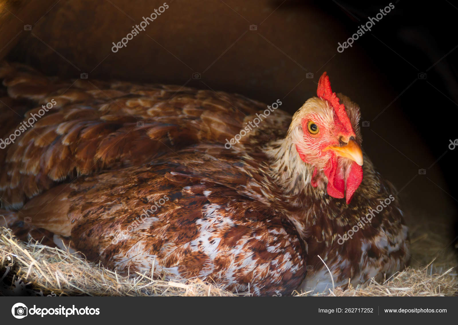 Gallina Parranda Parloteando Nido Granja — Foto de stock #262717252 ...