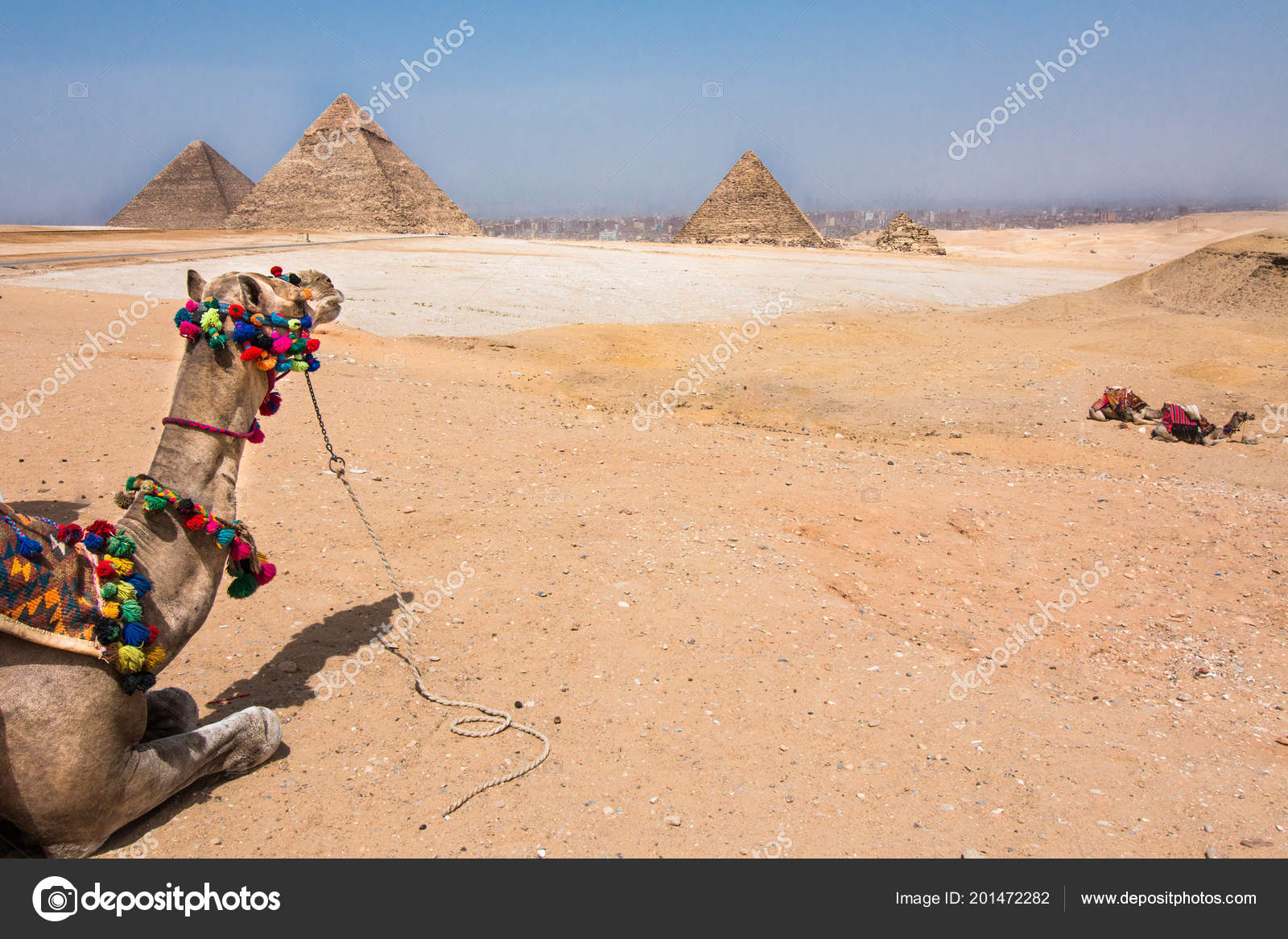 Camel Desert Giza Plateau Pyramids Background Blue Sky — Stock Photo ...