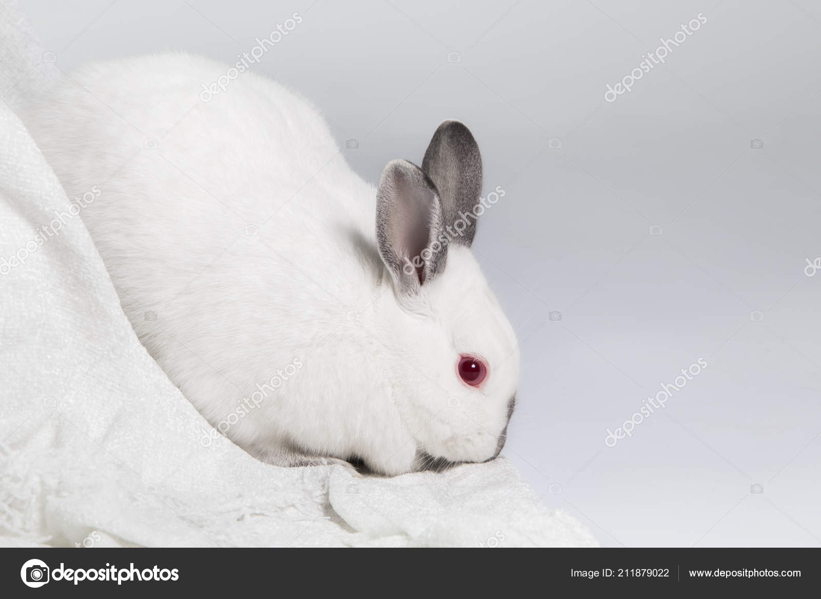 Californian White Rabbit