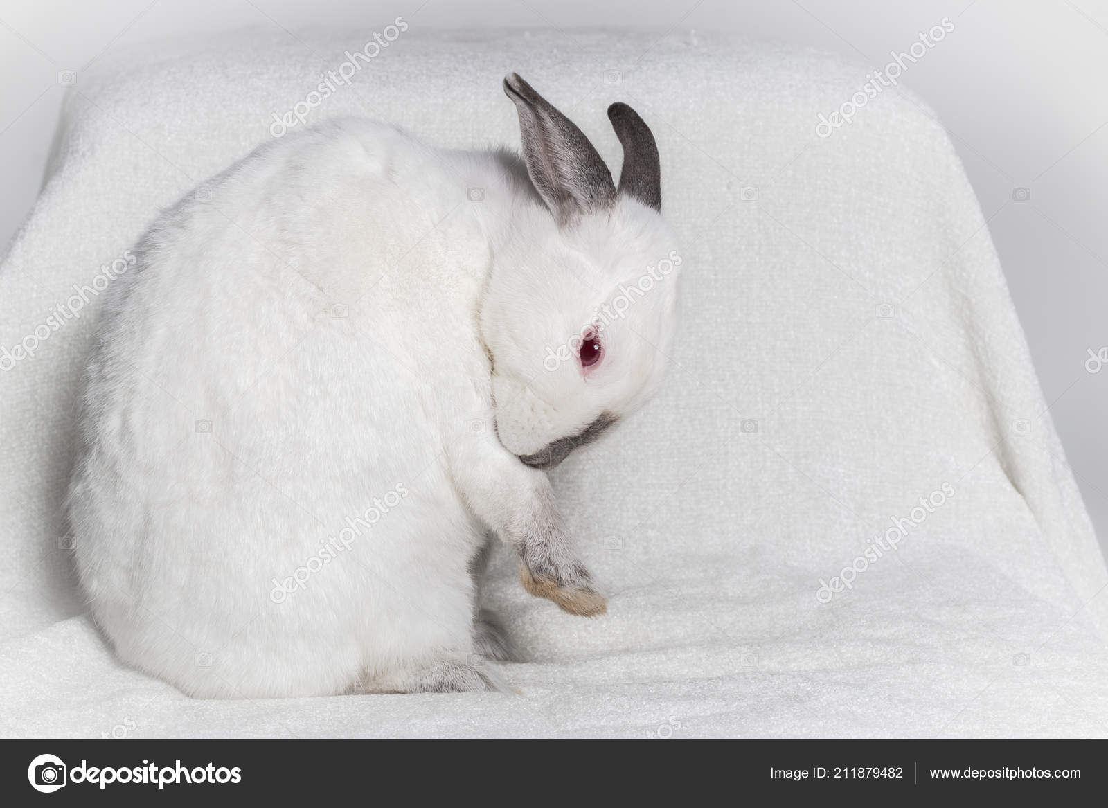 Rabbit Black And White Breed