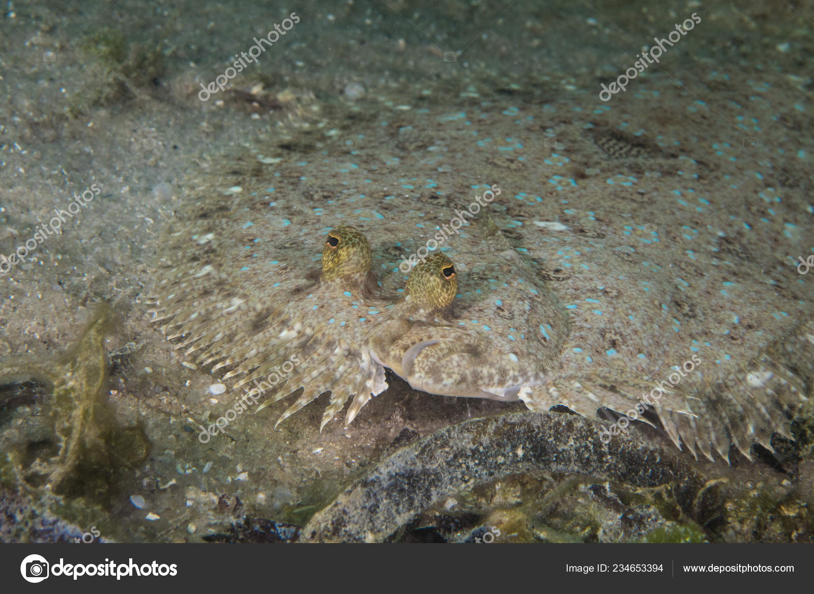 Close Peacock Flounder Fish Bothus Mancus Laying Ocean Floor Light ...