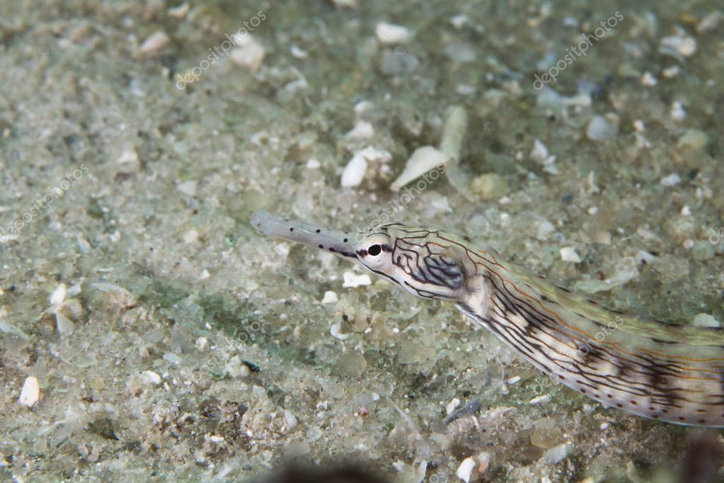 Primer plano de un Scribbled Pipefish (Corythoichthys) tendido en el ...