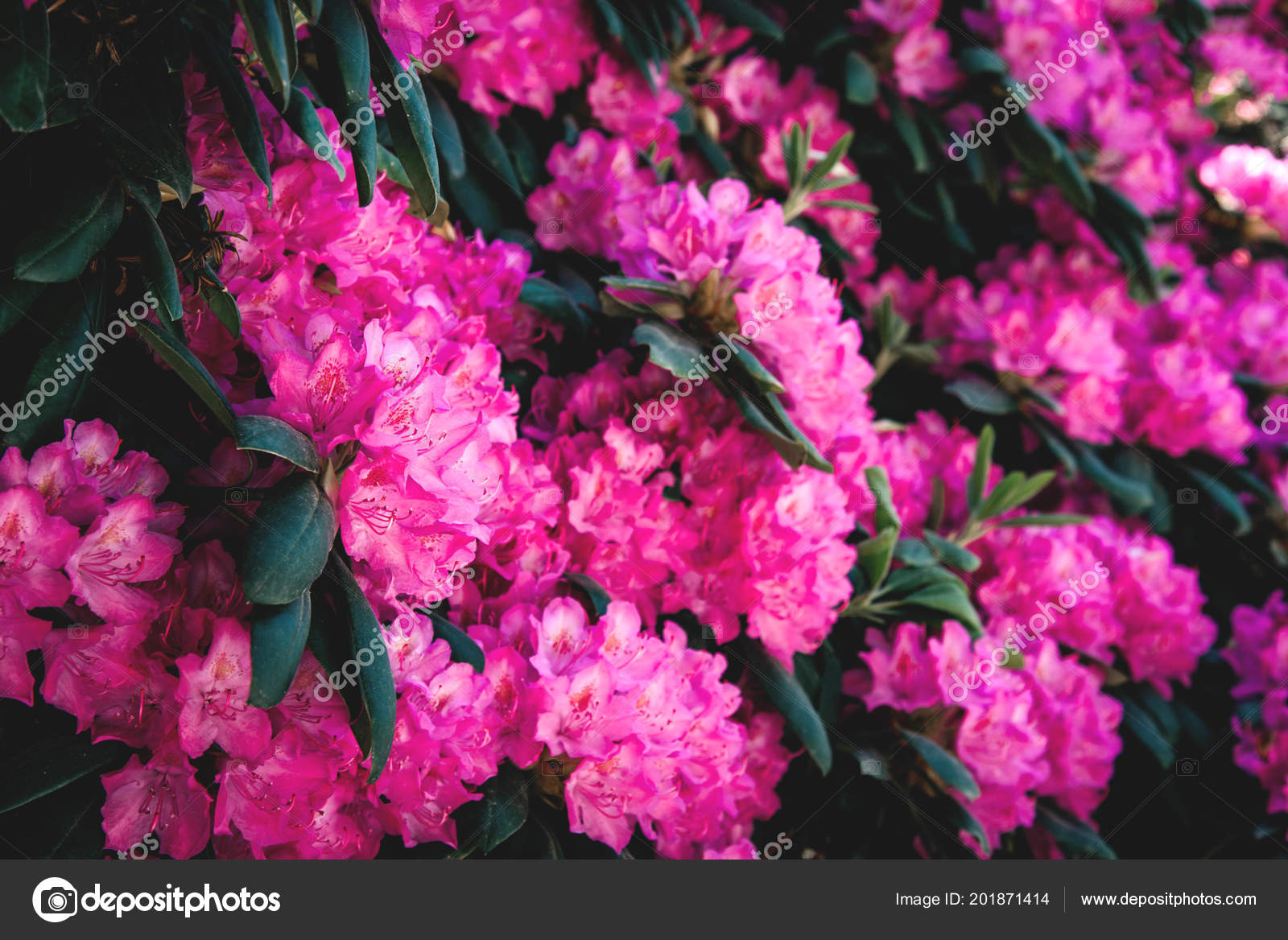 Rhododendron flower pattern. — Stock Photo © niekrasova #201871414