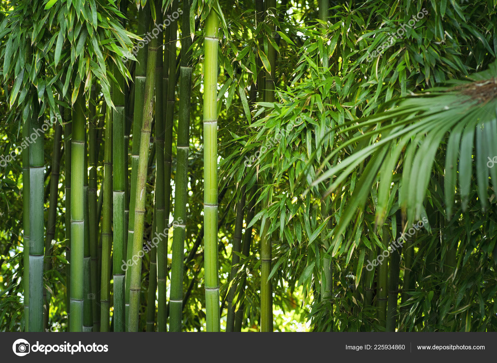 Bamboo In Rainforest