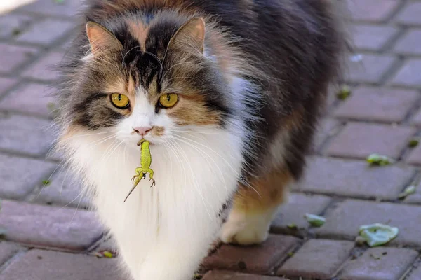 Cat caught a lizard.The world of cats. A kitten and a lizard. The ...