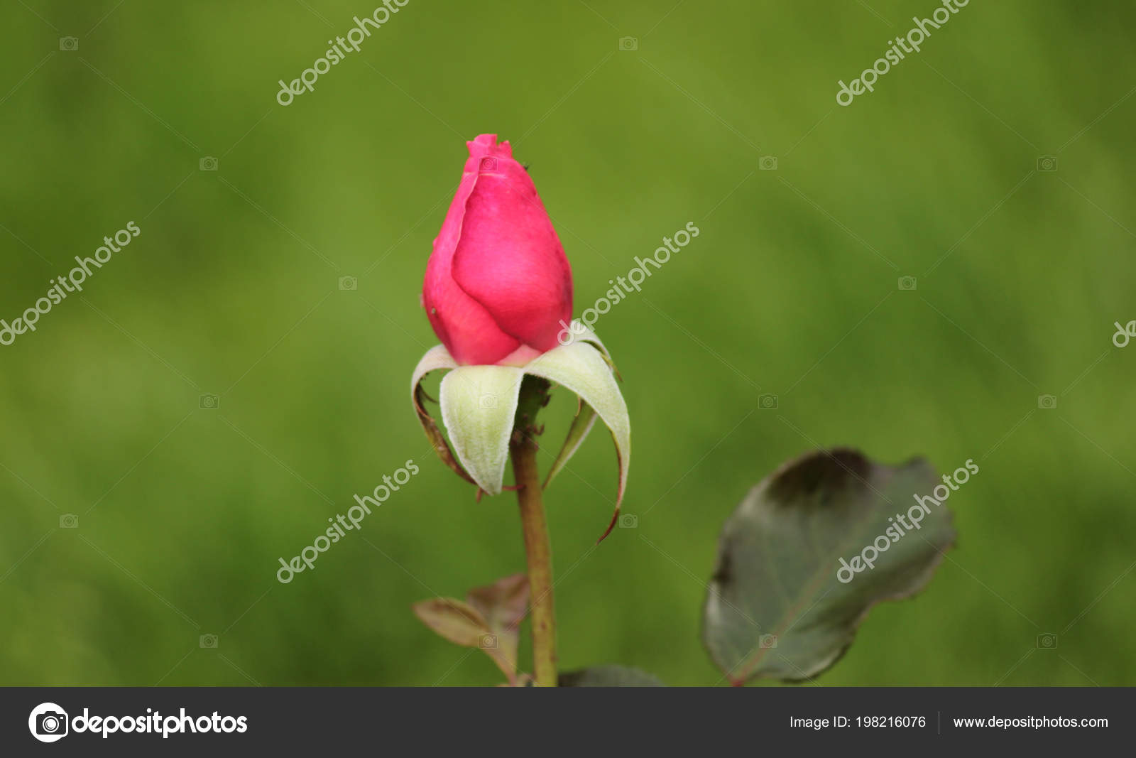 Rose Type Named Braveheart Close Isolated Rosarium Boskoop Netherlands ...