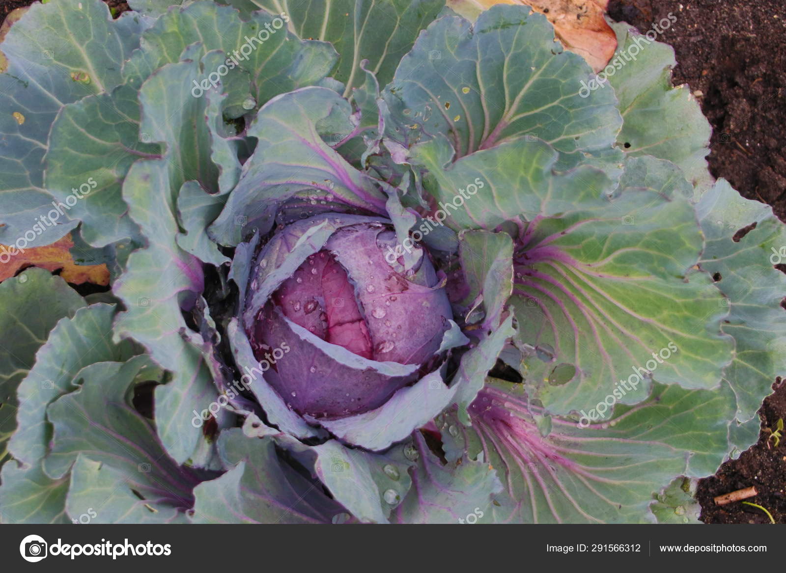 Red Cabbage Growing