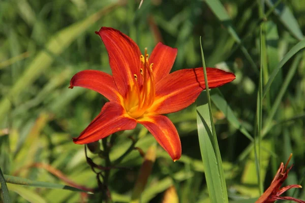 Lily field Stock Photos, Royalty Free Lily field Images | Depositphotos