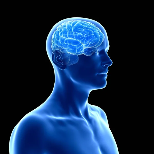 Human body neurology Stock Photos, Royalty Free Human body neurology ...
