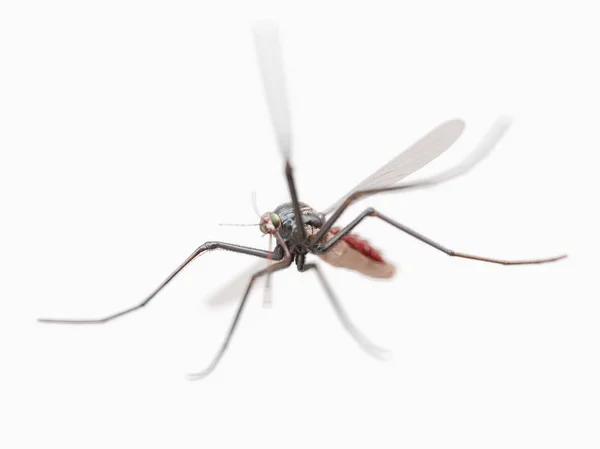 Mosquito kill Stock Photos, Royalty Free Mosquito kill Images ...
