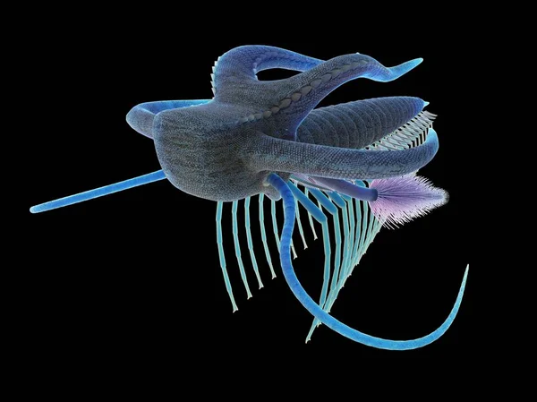 Em extinto marine invertebrado Stock Photos, Royalty Free Em extinto ...