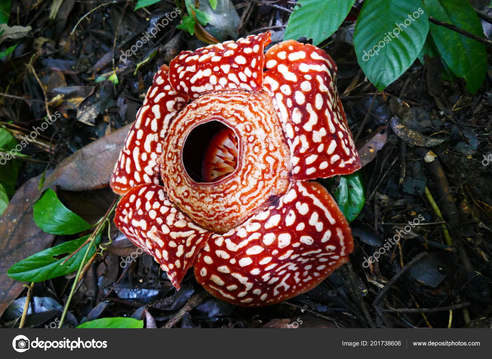 Giant Rafflesia Flower