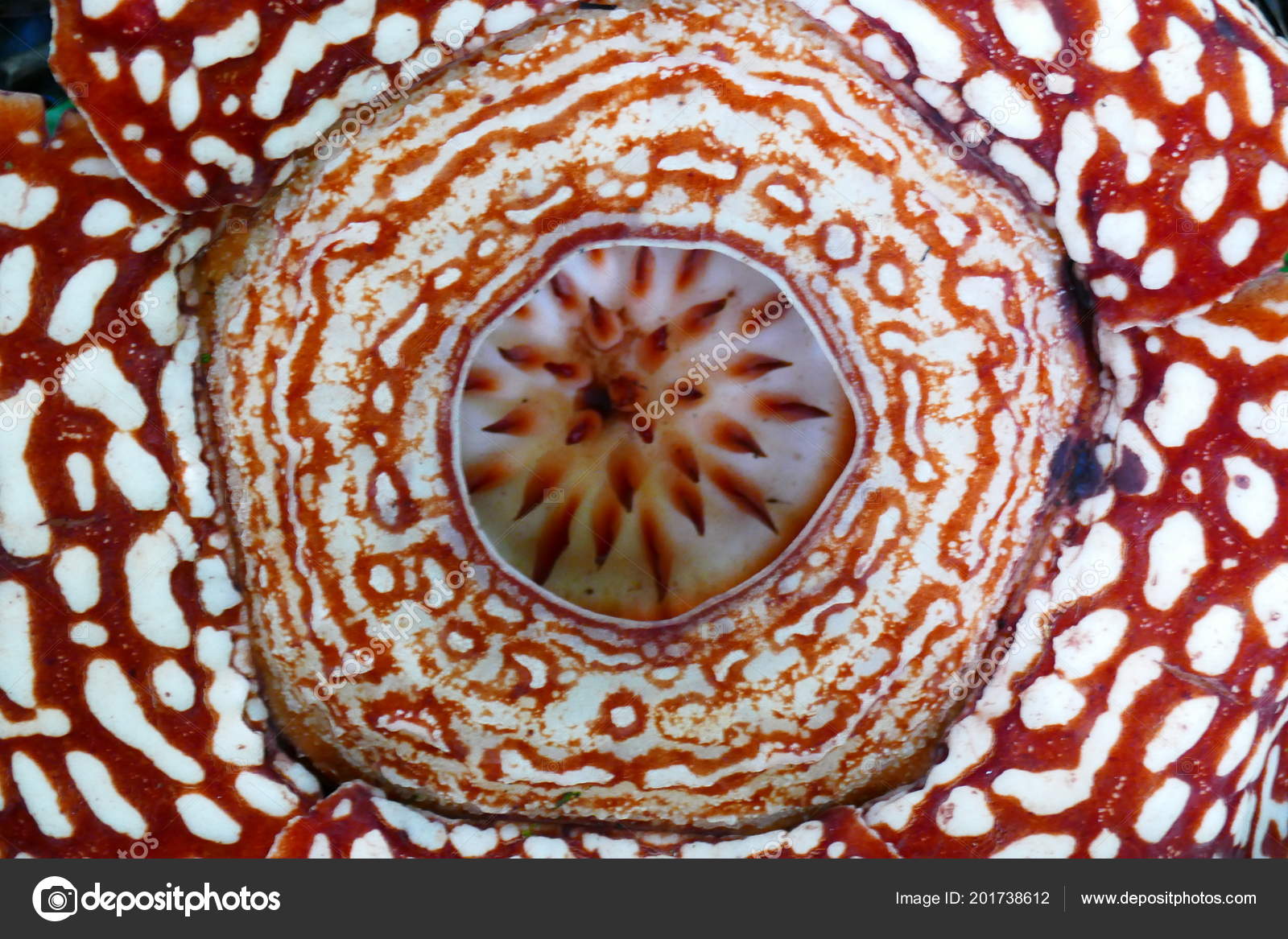 Beautiful Bud Blooming Red Giant Rafflesia Background Tropical Rainy ...