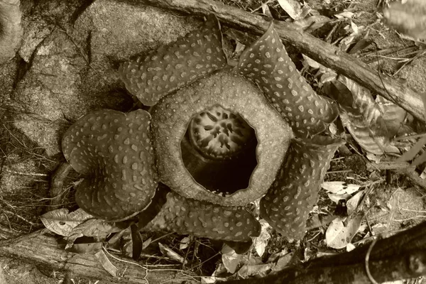 Beautiful Bud Blooming Red Giant Rafflesia Background Tropical Rainy ...