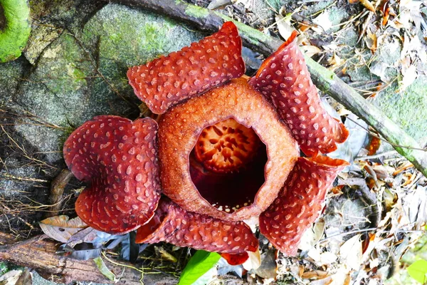 Rafflesia flower in bloom — Stock Photo © ninle500 #7593397