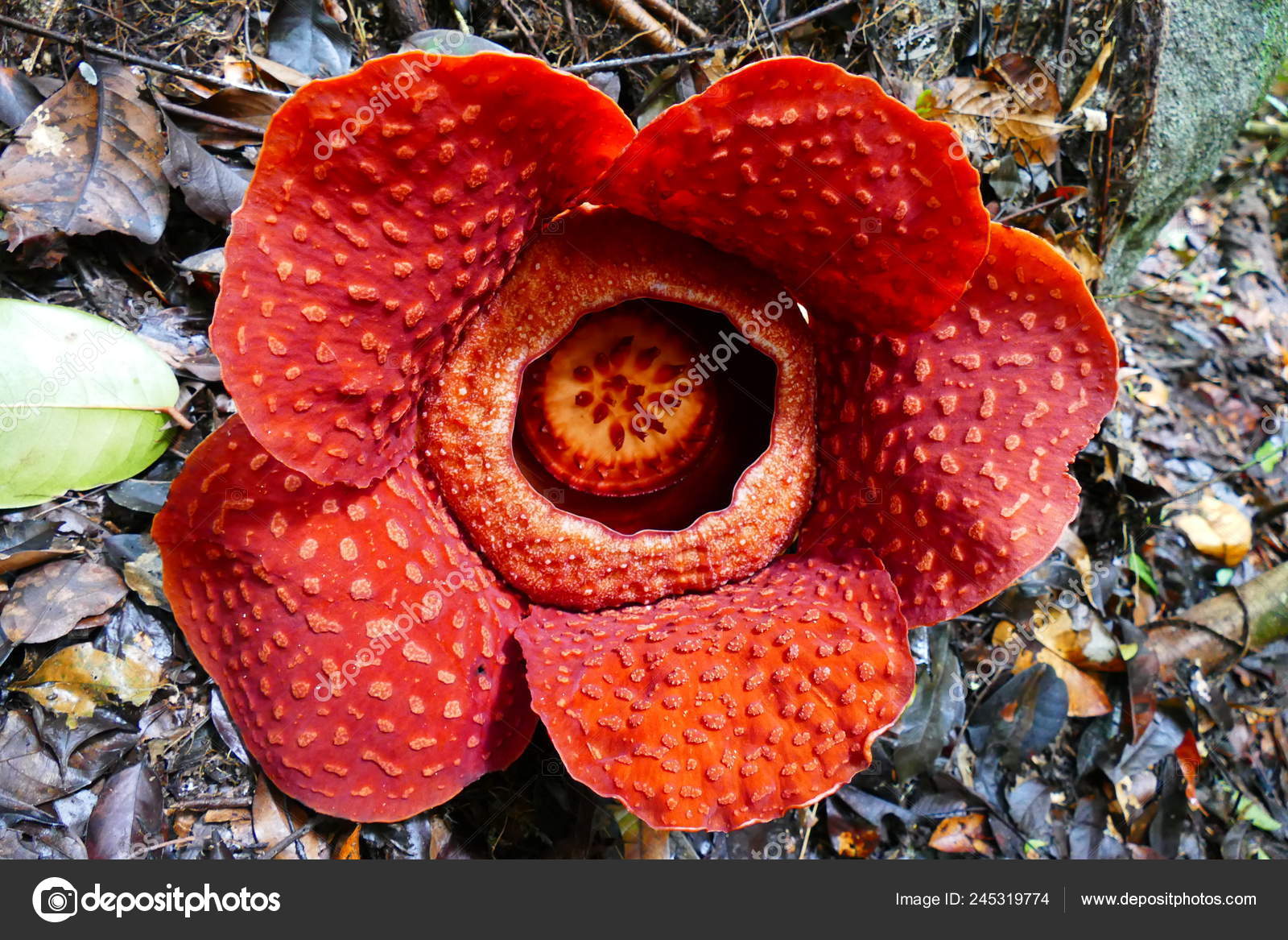 Rafflesia Wallpaper