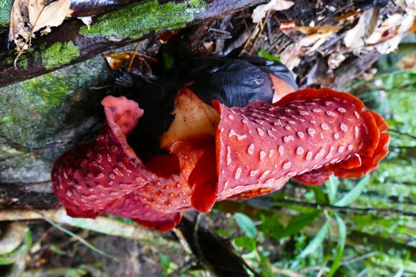 231 Rafflesia Pictures, Rafflesia Stock Photos & Images | Depositphotos®