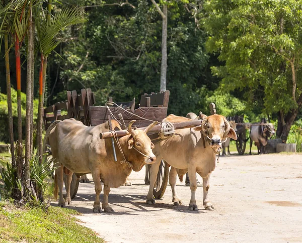 Cow yoke Stock Photos, Royalty Free Cow yoke Images | Depositphotos