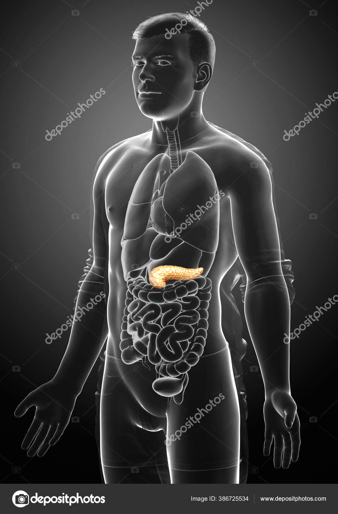 Rendered Medically Accurate Illustration Male Pancreas — Stock Photo ...
