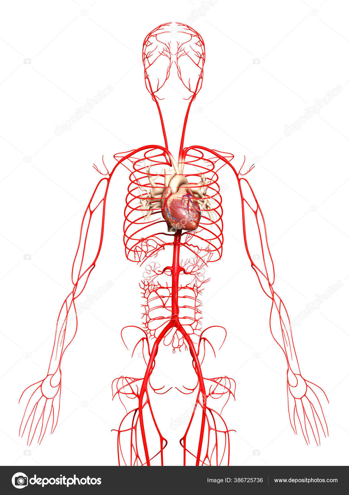 Rendered Medically Accurate Illustration Arteries — Stock Photo ...