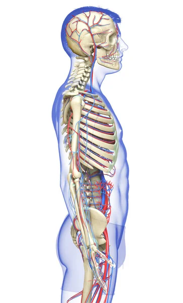 Anatomie van de tong Stock Photos, Royalty Free Anatomie van de tong ...