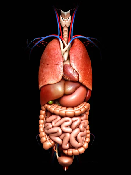 Human internal organs high res vector graphic getty Stock Photos ...