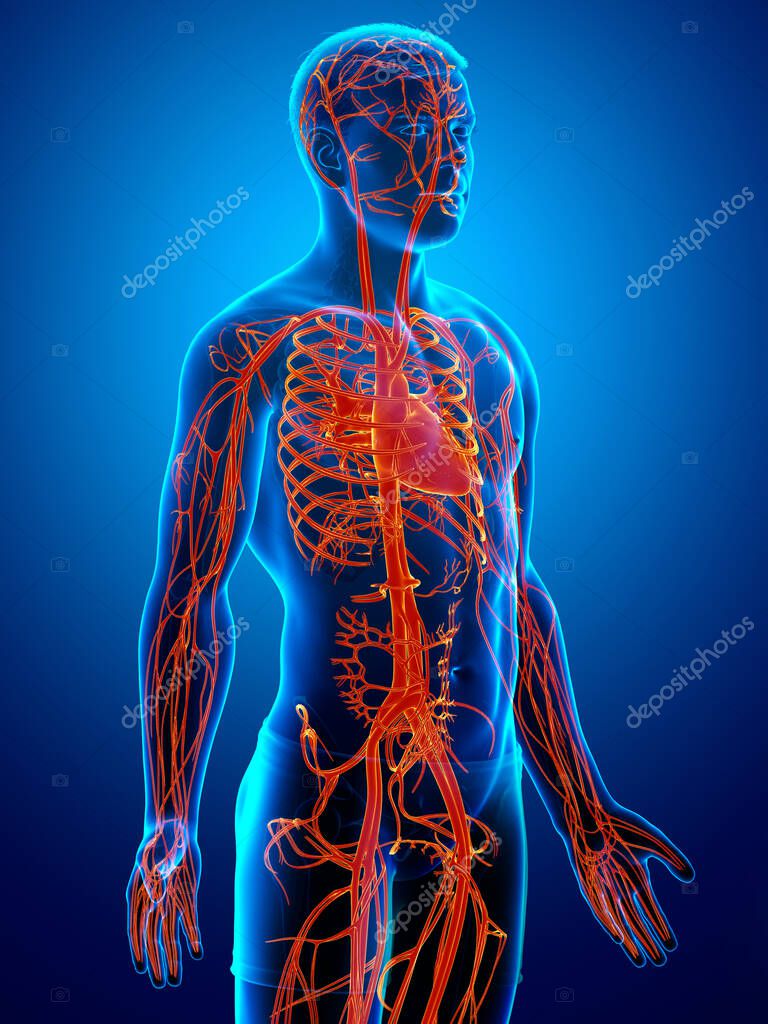 3d ilustración médicamente precisa del sistema circulatorio 2023