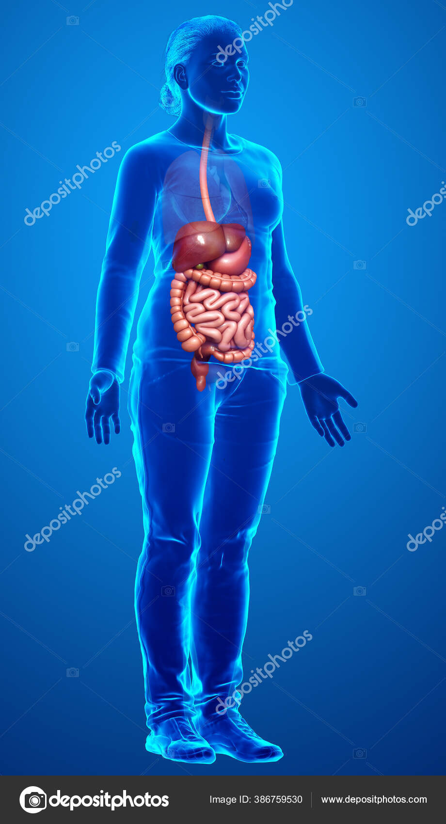 Rendered Medically Accurate Illustration Female Digestive System ...